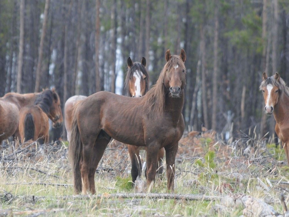 A plea to protect the wild horses of the Chilcotin | Vancouver Sun