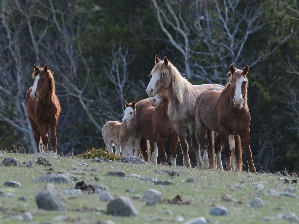 A plea to protect the wild horses of the Chilcotin | Vancouver Sun