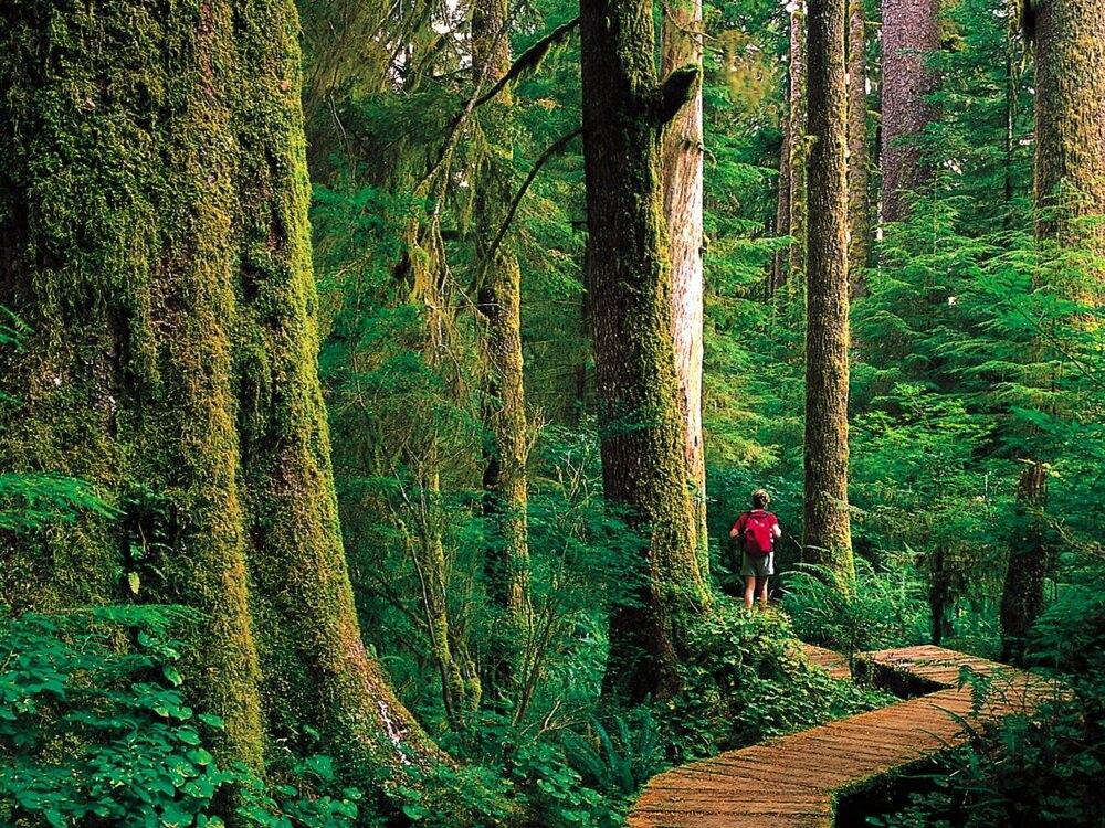 B.C.'s new funding mechanism is big step in protecting our big trees ...