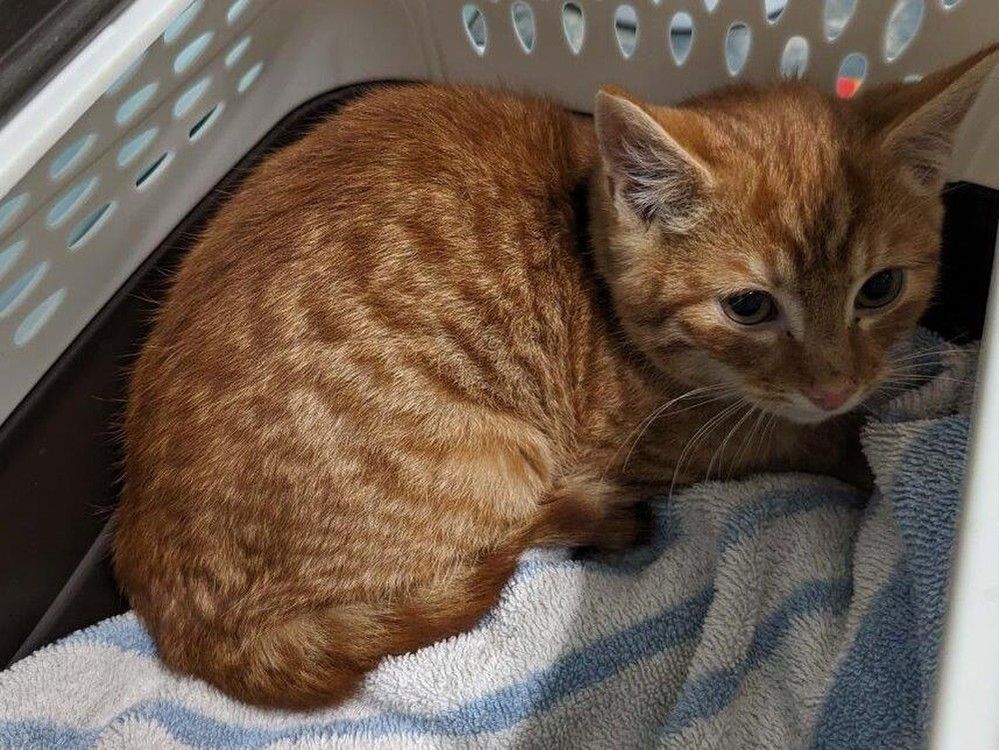 B.C. SPCA rescues 44 dogs and cats from home off Vancouver Island | Vancouver Sun