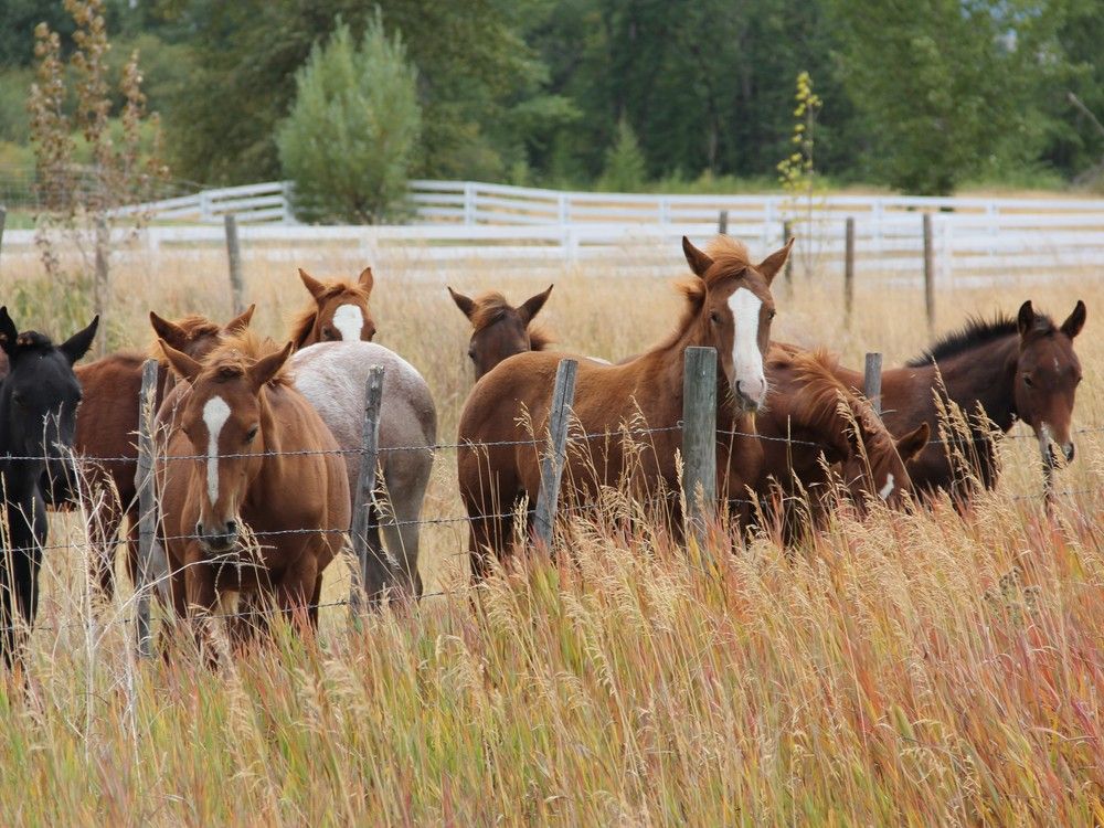 Book takes reader for a ride through B.C.'s most famous ranch ...
