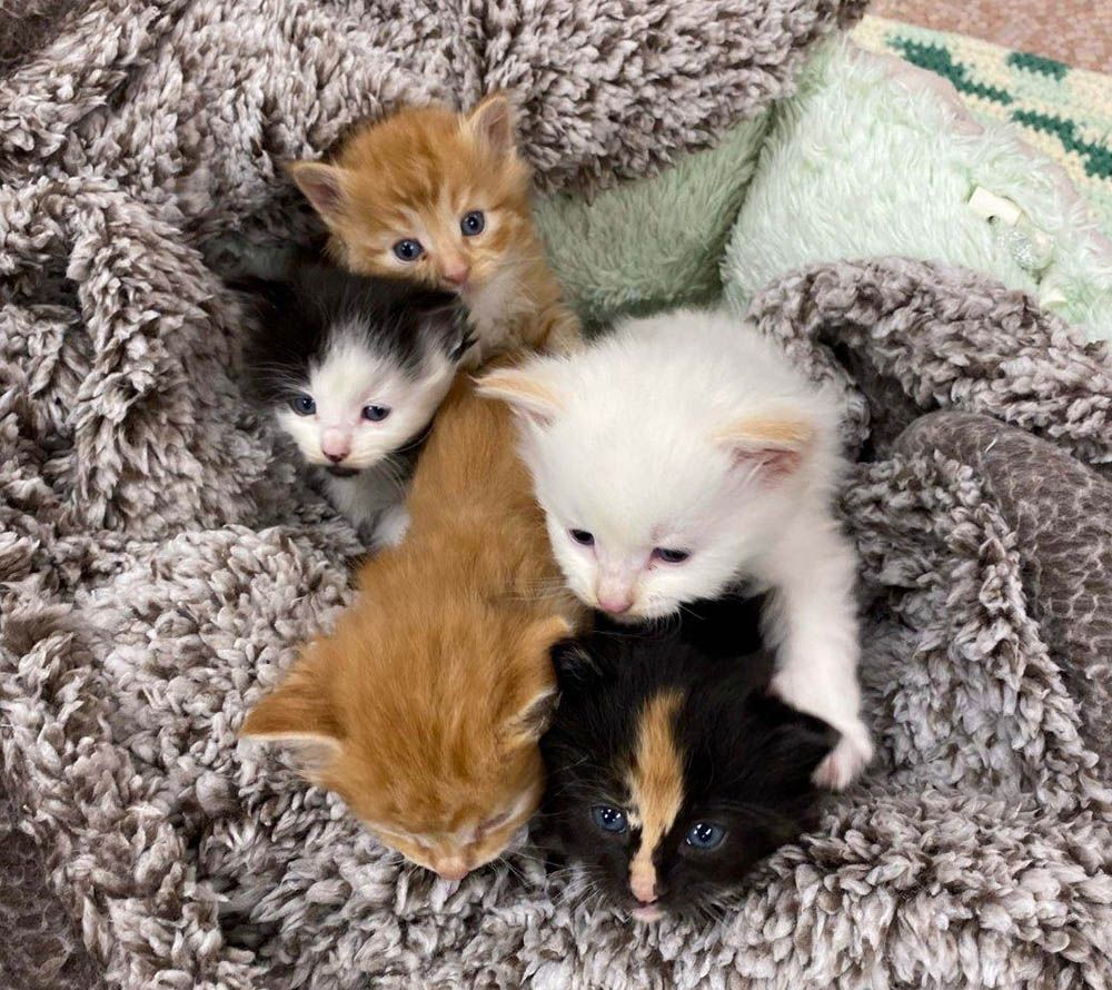 Victoria SPCA gets early Christmas gift: A box full of kittens ...