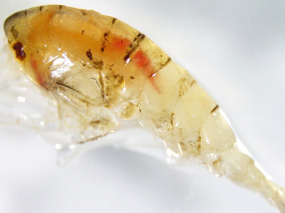 Microplastics from laundry harm zooplankton, disrupt ecosystem: study ...