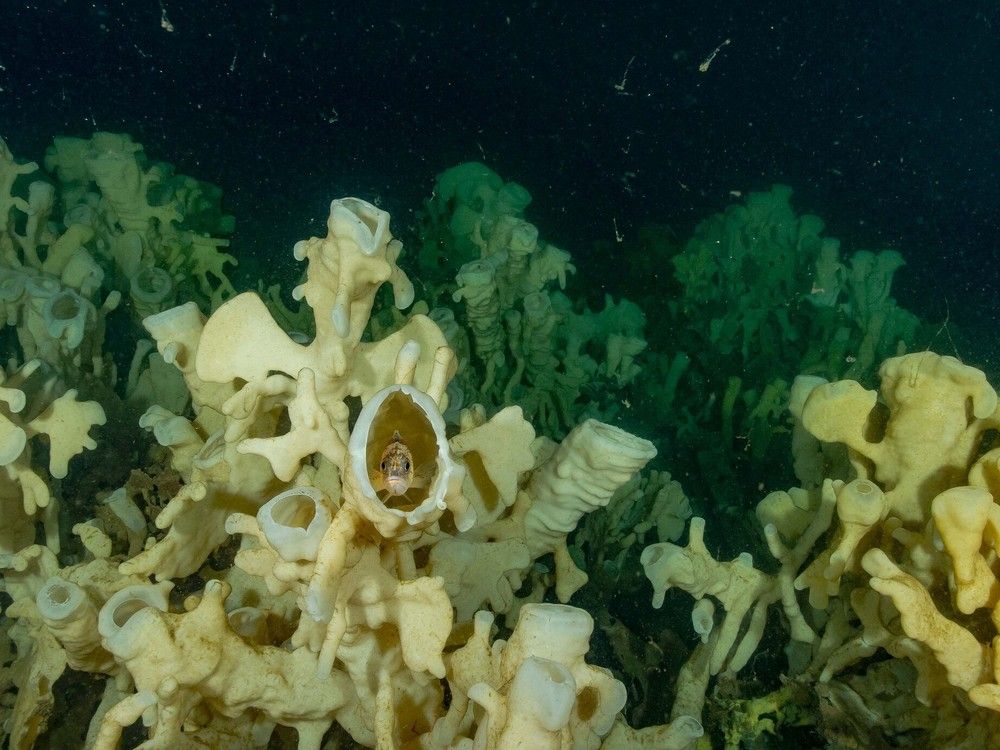 Man fined $250,000 for illegal prawn fishing in BC glass sponge refuge ...