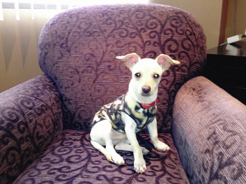 Dog that mortally injured another dog at BC beach has been euthanized ...