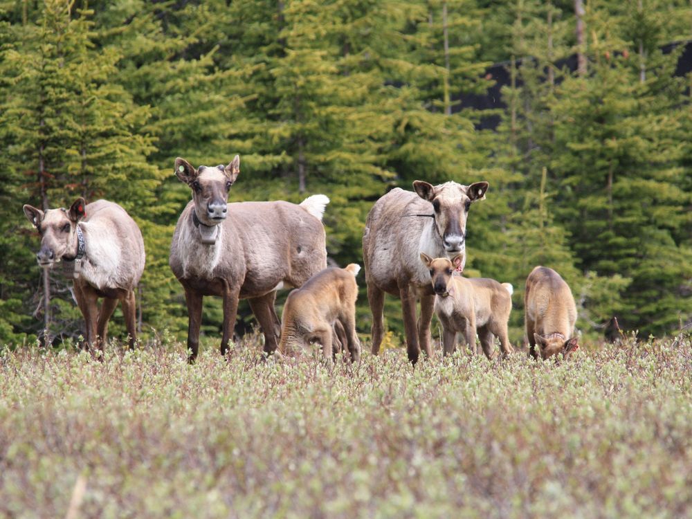 Study shows caribou herds in B.C., Alberta growing from wolf culls ...
