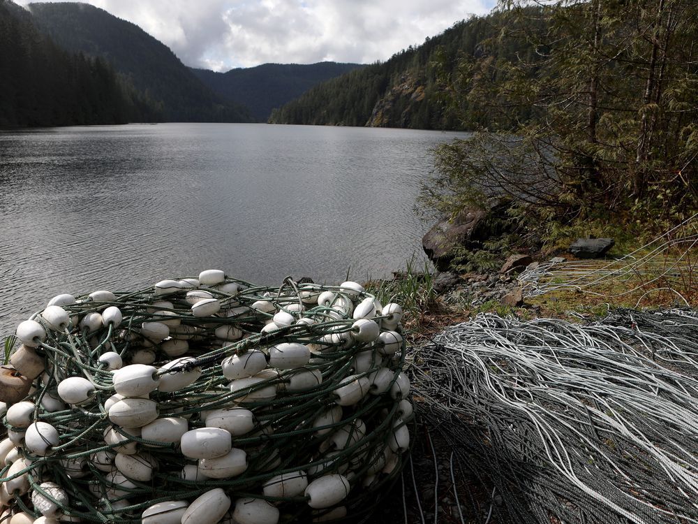 Time ticks down for stranded orca calf as rescue efforts ramp up ...