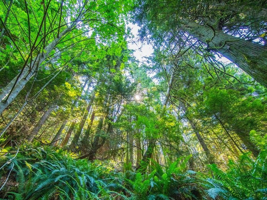 New park in West Vancouver will be twice the size of Stanley Park ...