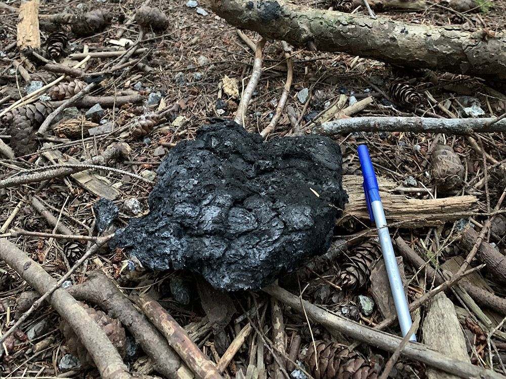 Vancouver fire embers found 1.5 km away in Pacific Spirit Park ...