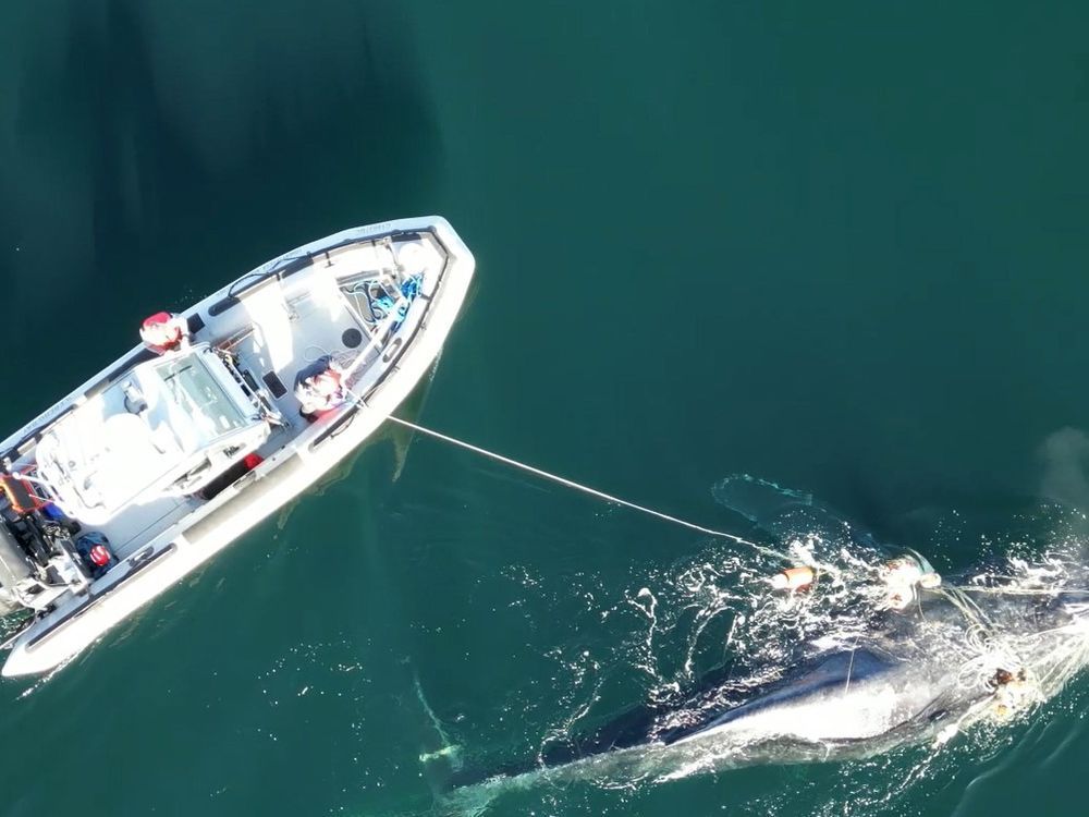 Four-day rescue operation freed a humpback whale off northern B.C ...