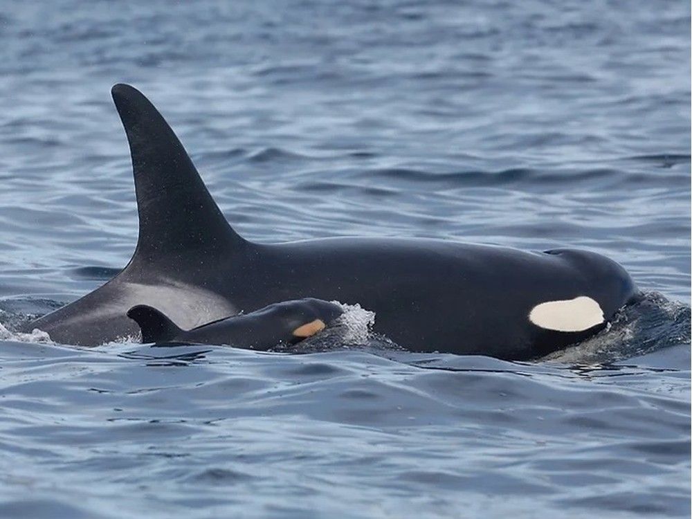 Baby orca spotted off Vancouver Island looking sick and 'emaciated ...