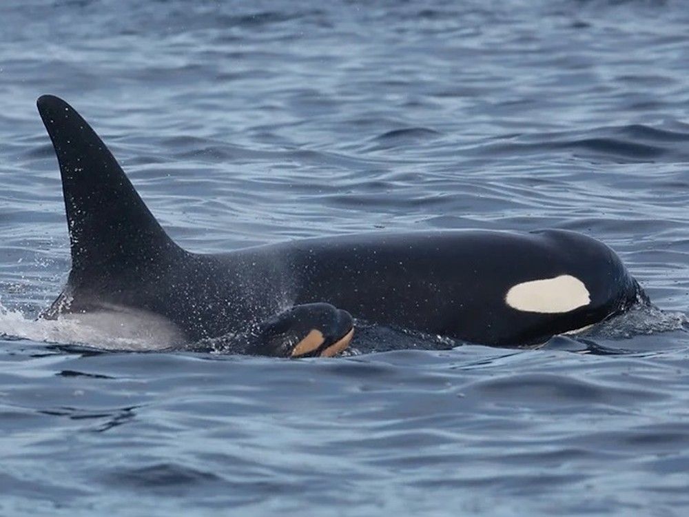 Baby orca spotted off Vancouver Island looking sick and 'emaciated ...