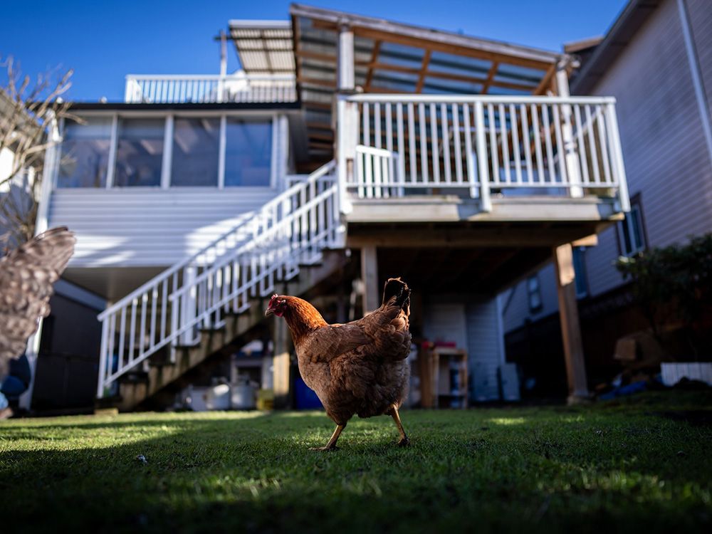 Vancouver backyard chickens practise social distancing from wild birds ...