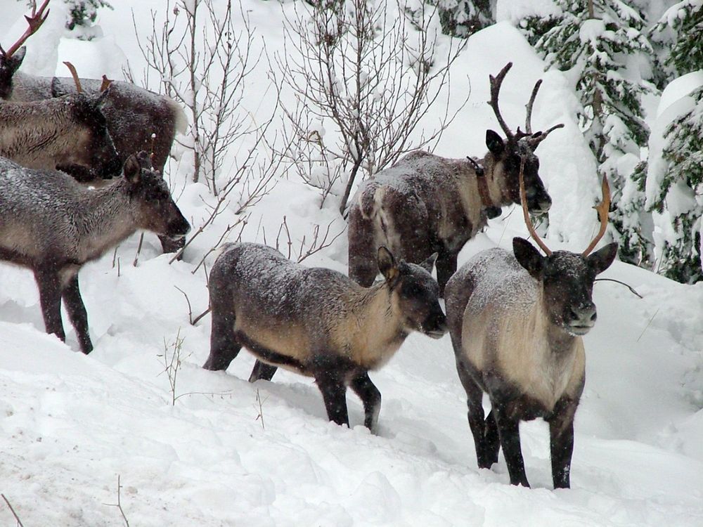 Ottawa dragging its feet on protecting endangered B.C. caribou ...