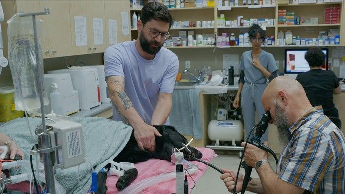 Vancouver vet finds weird objects in reality series My Pet Ate What ...