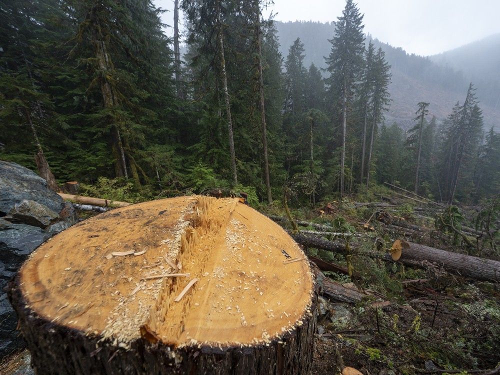 RCMP investigates Fairy Creek tree spiking as logging ban extended ...