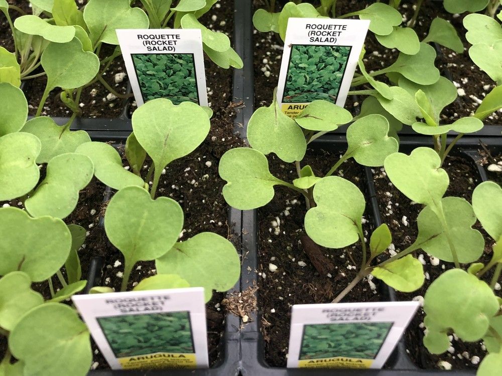 Brian Minter: The secret to seeds lies in germination | Vancouver Sun