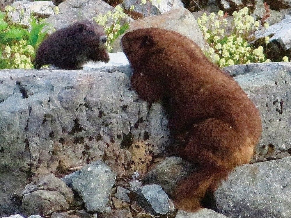 Scale aims to weigh if chubby endangered B.C. marmots have more babies ...