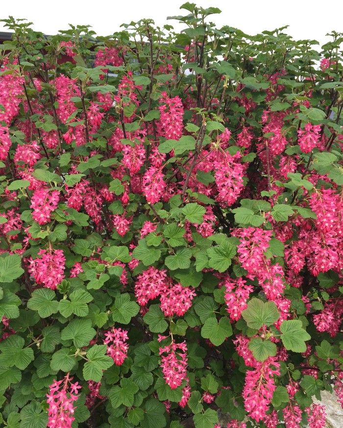 Brian Minter: Creating living garden fence easier than you think ...