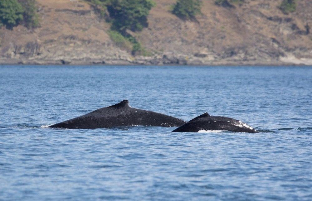 'Big Momma' humpback returns to Salish Sea with eighth known calf ...