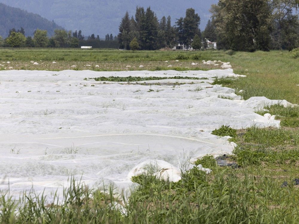 Why do tonnes of plastic from B.C. farms end up in landfills ...