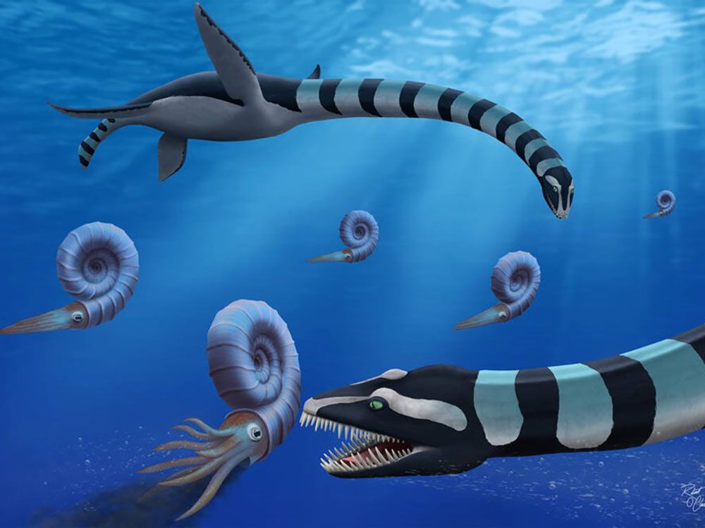 Fierce-looking B.C. fossil confirmed as new genus | Vancouver Sun