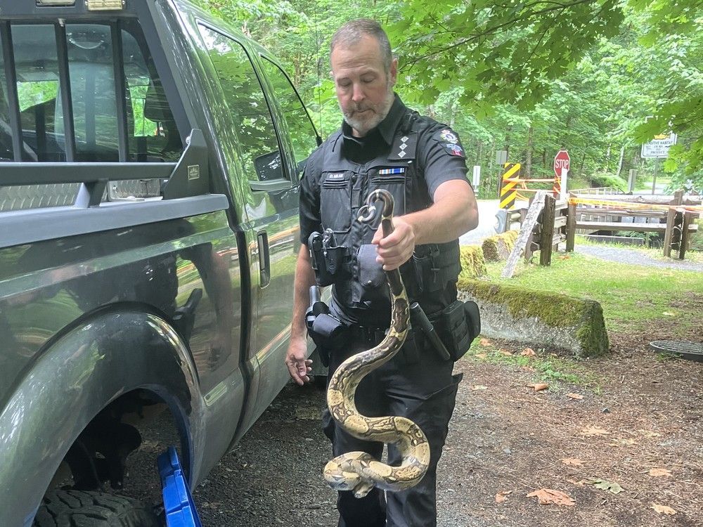 Search for another Vancouver Island boa constrictor prompts warning ...
