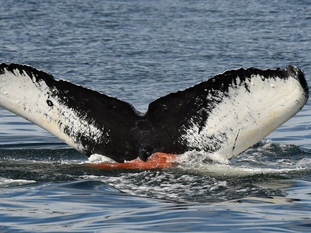 B.C. researchers can now determine a whale’s gender from its wake | Vancouver Sun