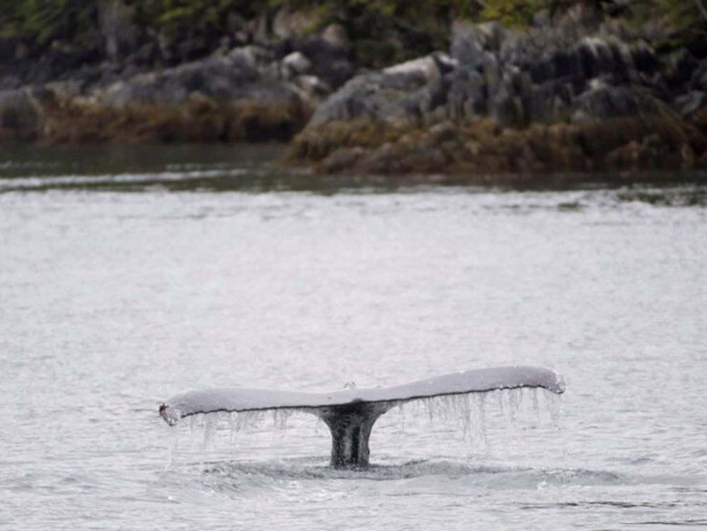 Humpback hit by whale-watching boat near Vancouver, passengers injured ...