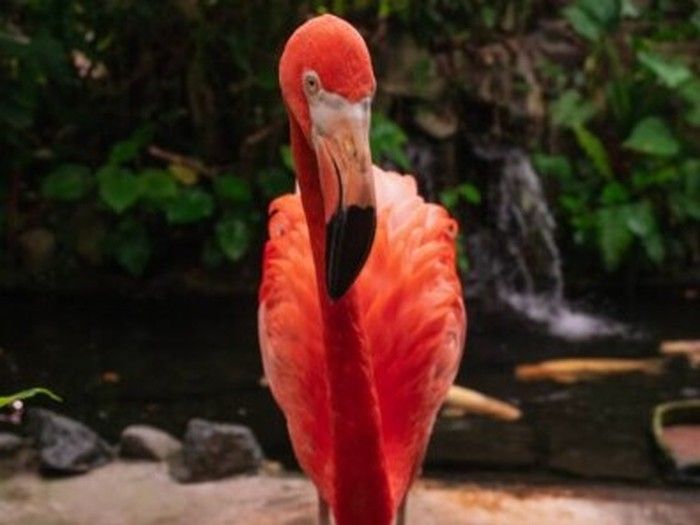 Mango the Victoria flamingo still pretty in pink as he turns 50 ...