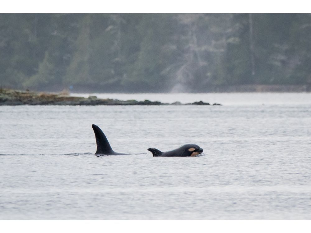 Baby Bigg’s killer whale spotted near Tofino malnourished, injured ...