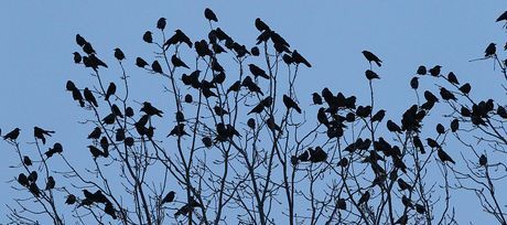 Top quotes: Can't beat caca and poo | Windsor Star