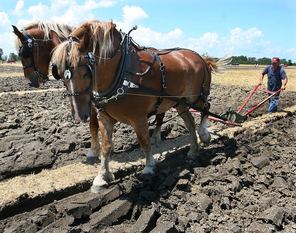 Essex County plowing match Aug. 3 in Lakeshore | Windsor Star