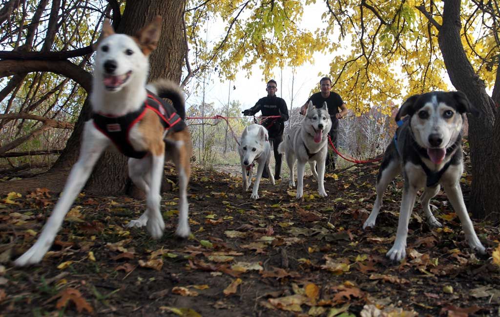 Urban mushing needs no snow | Windsor Star