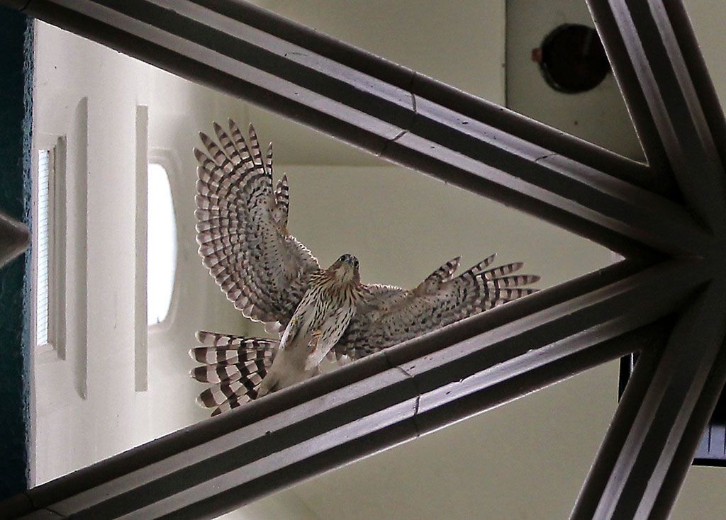 Animal experts succeed in luring hawk from U of W building | Windsor Star