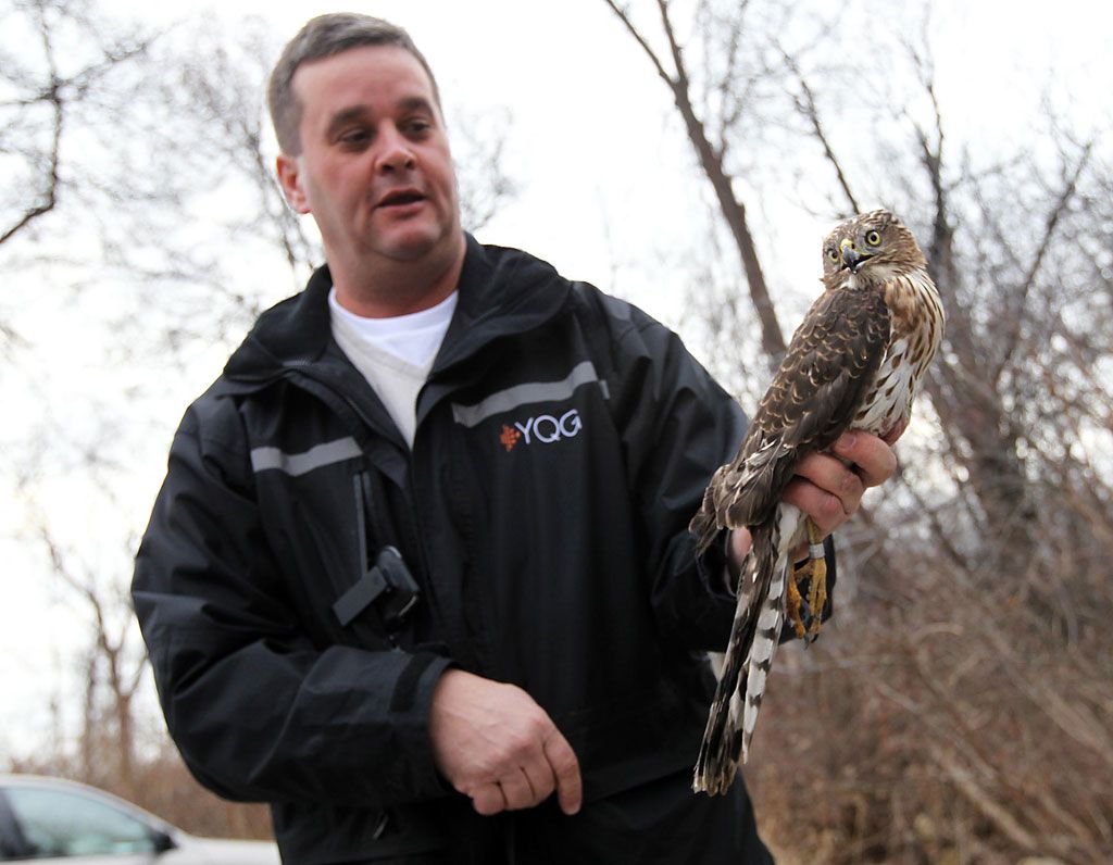 Trapped Cooper's hawk set free after four-day ordeal | Windsor Star