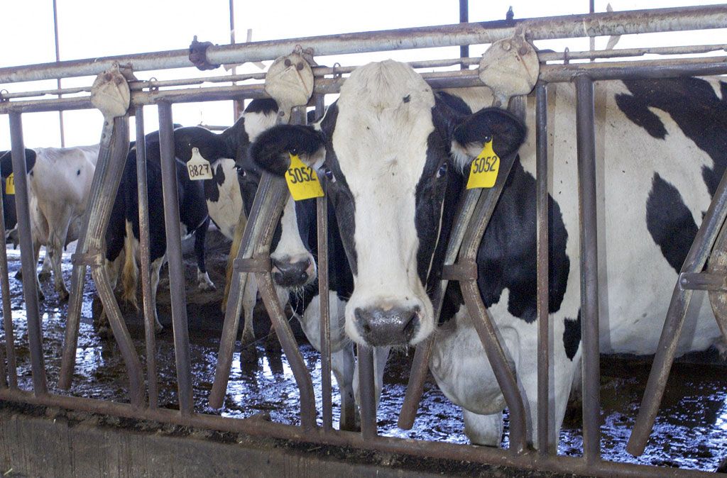 Farming operation proposes converting cow waste to electricity ...