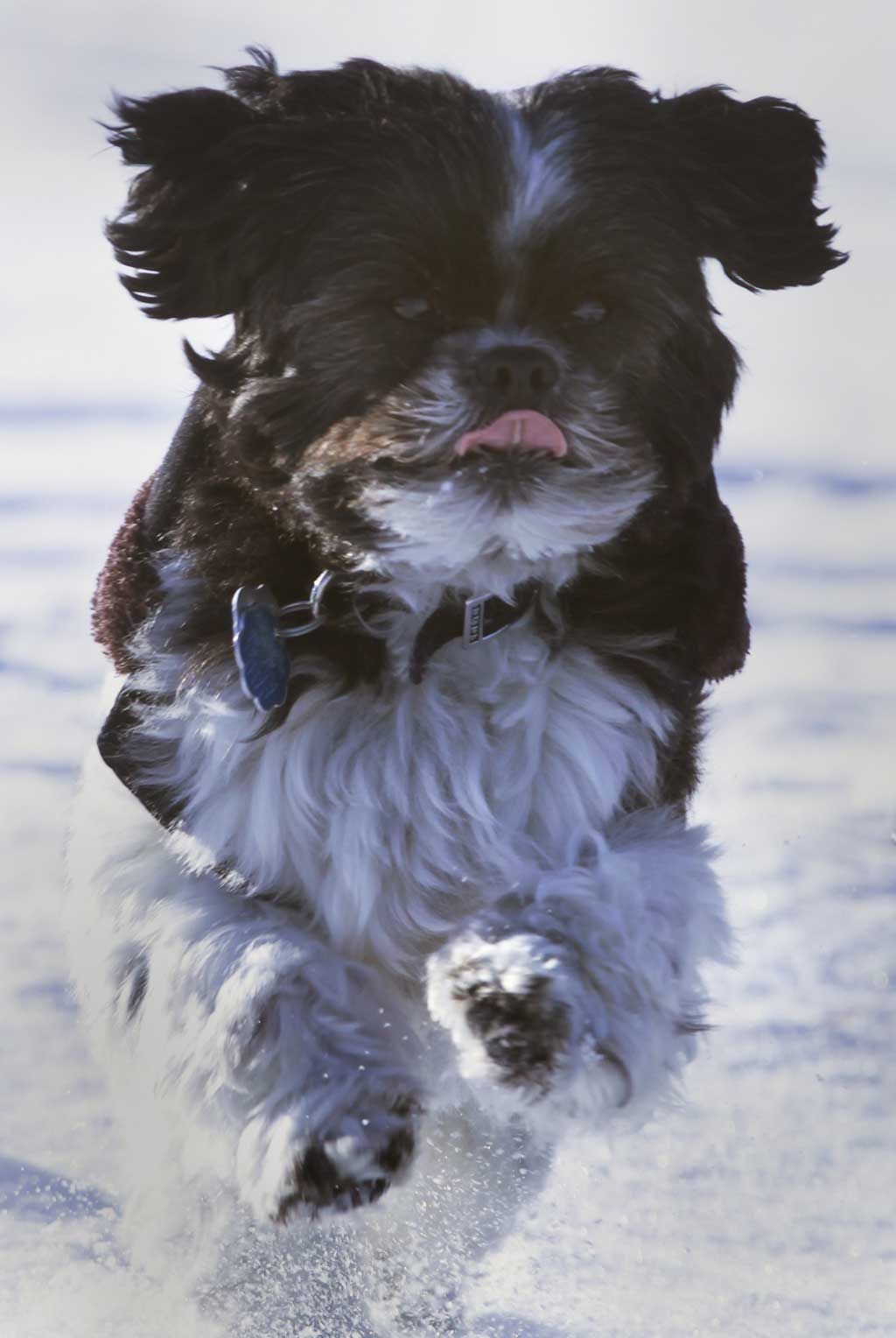 Windsor-Essex under winter storm watch | Windsor Star