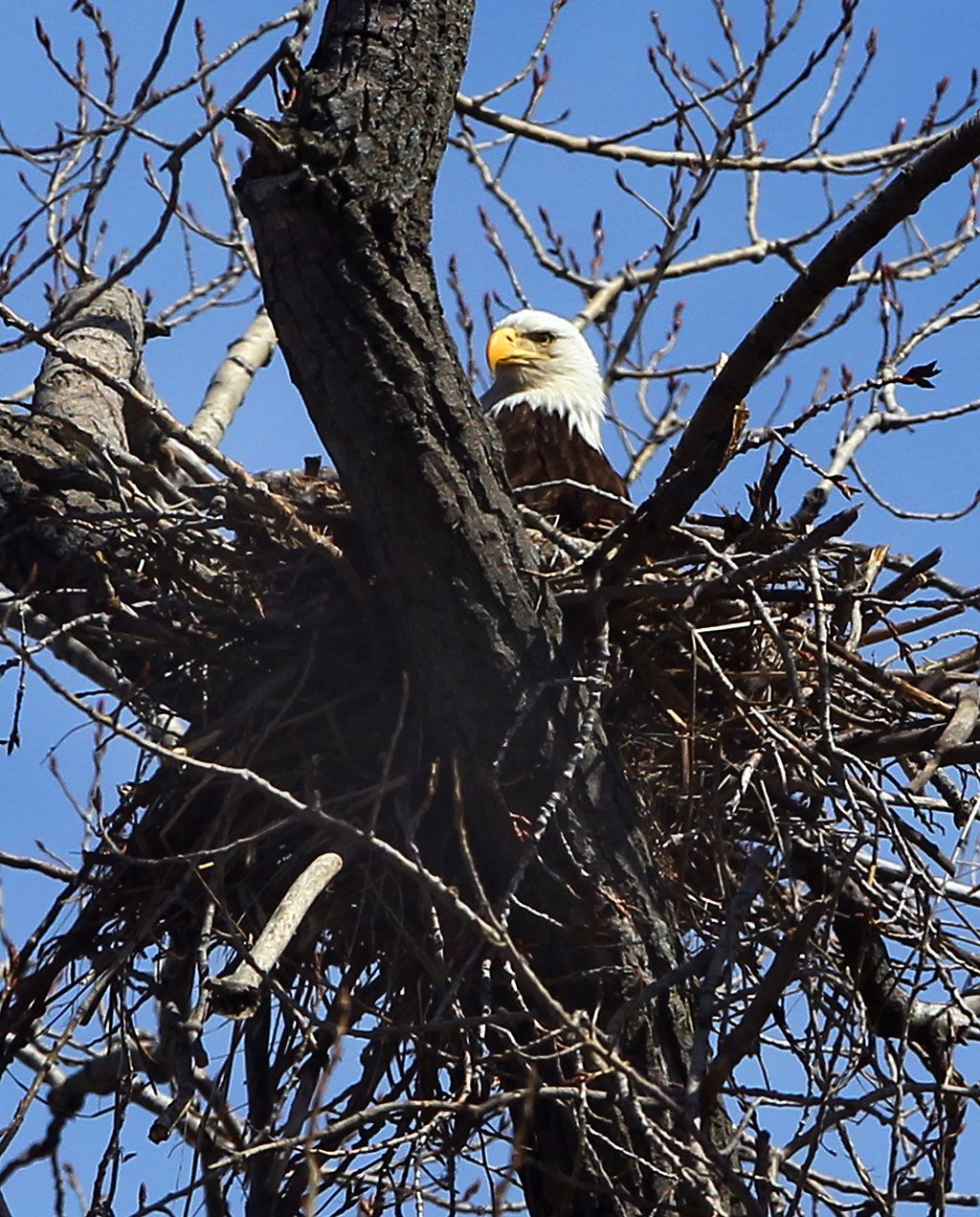 Seeing first live bald eagle quite an experience | Windsor Star