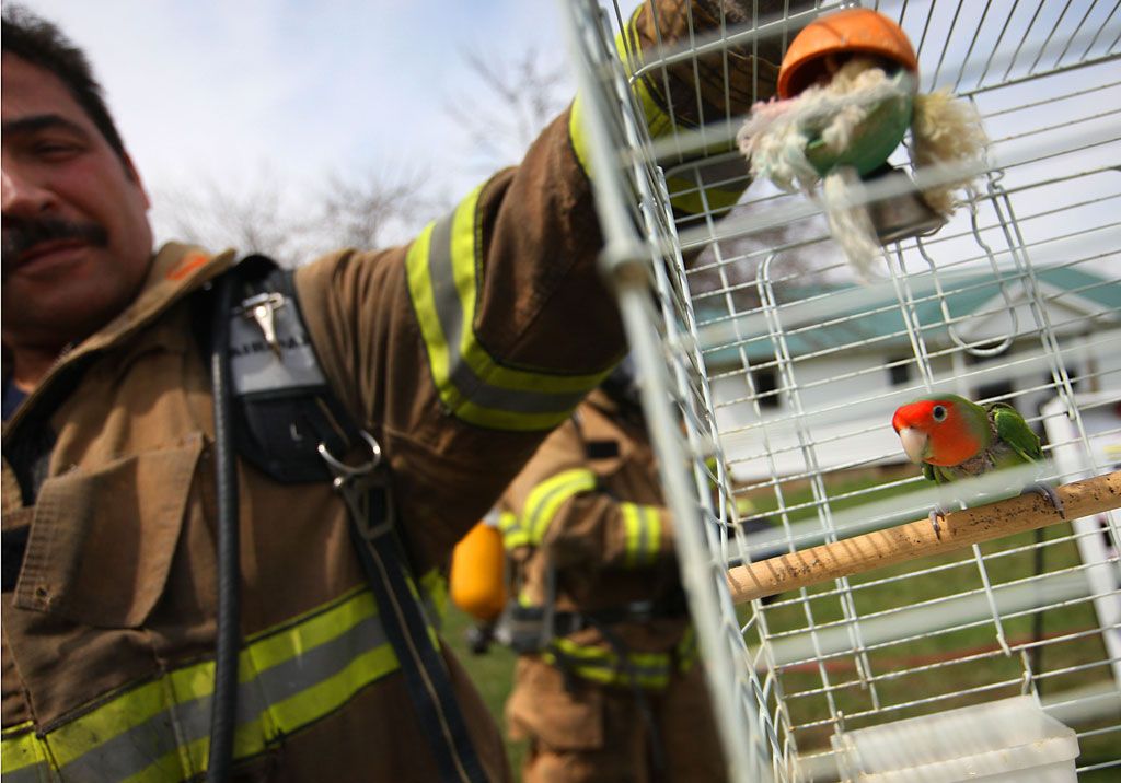 Amherstburg firefighters rescue pet bird from house fire | Windsor Star