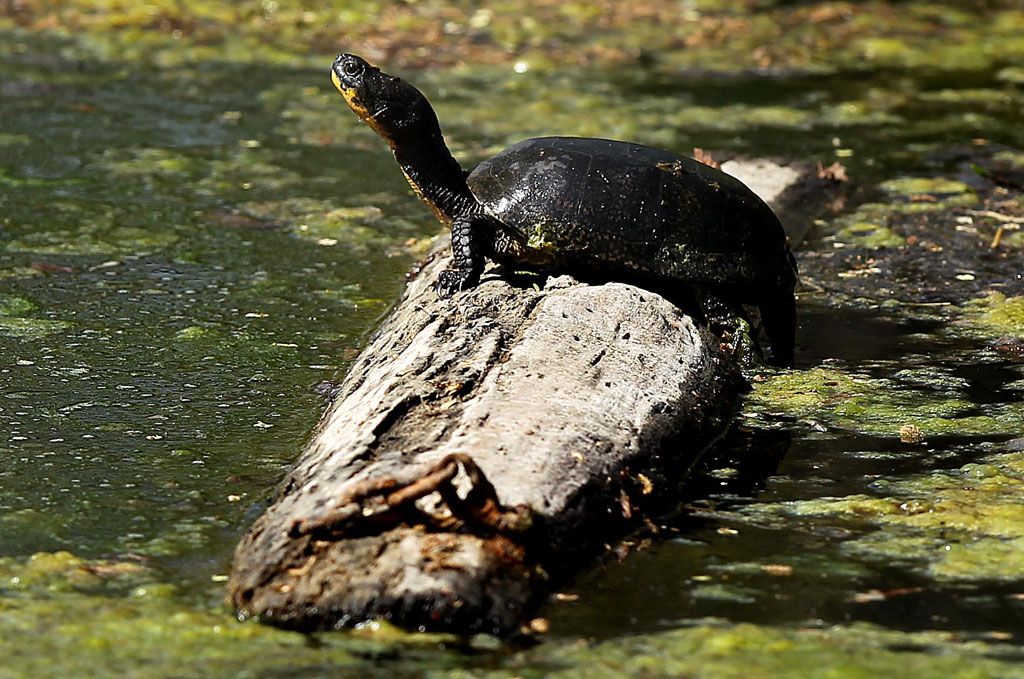 Ecologist testifies big box project will have sufficient buffer from ...