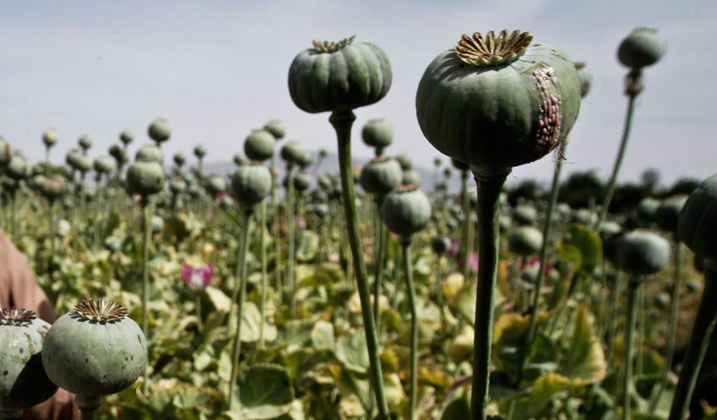 Trucker pleads guilty to smuggling South Asian drug across Detroit ...