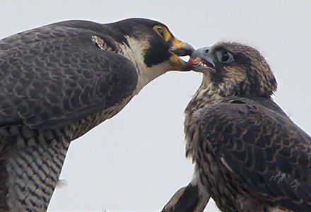 Lancaster to be flying around Ambassador Bridge | Windsor Star