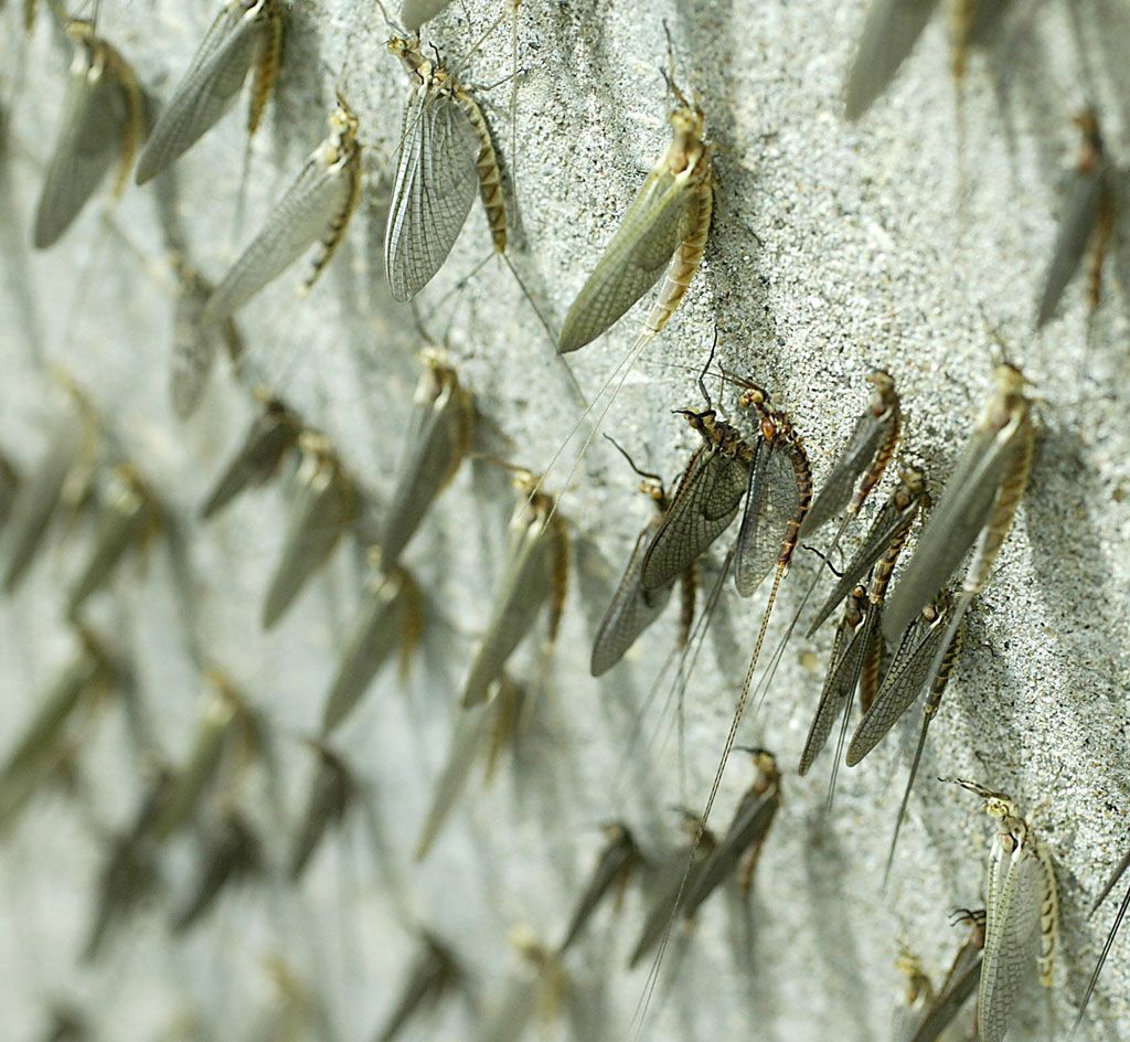 Plagued by mayflies in Leamington | Windsor Star