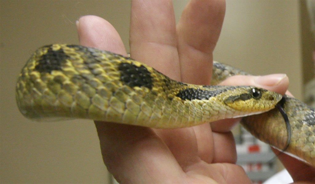 Celebrate s-s-snakes at Ojibway Nature Centre | Windsor Star