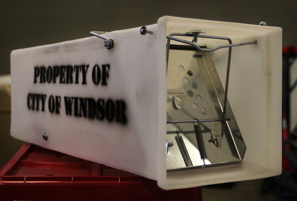 Windsor's anti-skunk program begins | Windsor Star