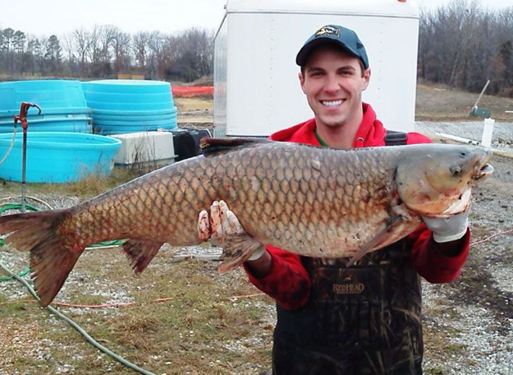 Asian carp reproducing in Lake Erie basin, study finds | Windsor Star