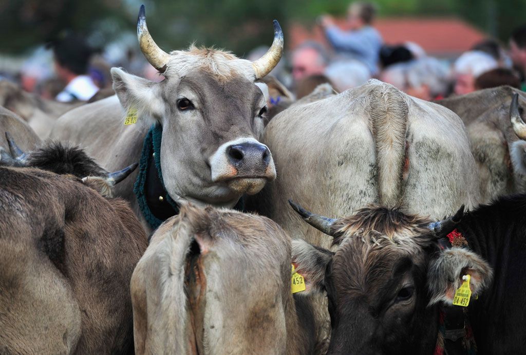 Gassy German cows blamed for barn explosion | Windsor Star