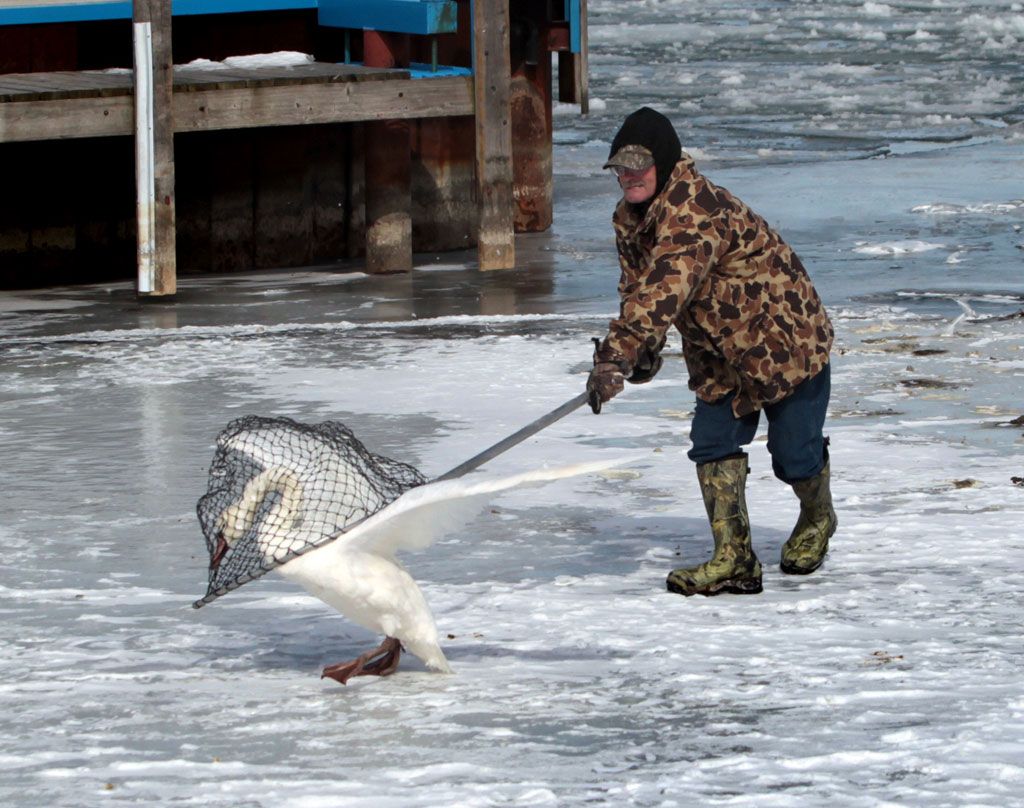 Photos and Video: Swan Rescue | Windsor Star