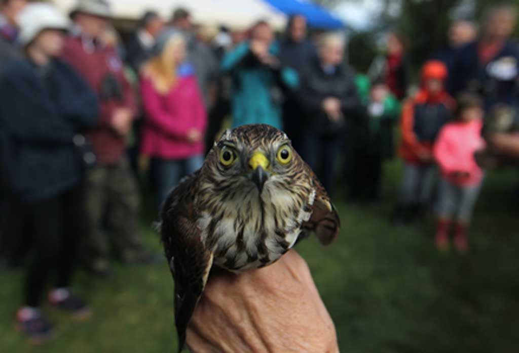 Photos: Festival of Hawks | Windsor Star